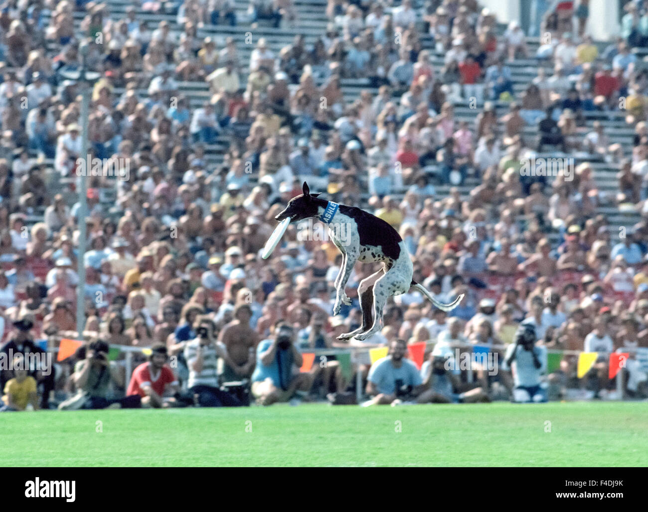 The famous disc-catching dog Ashley Whippet shows off his skill at the ...