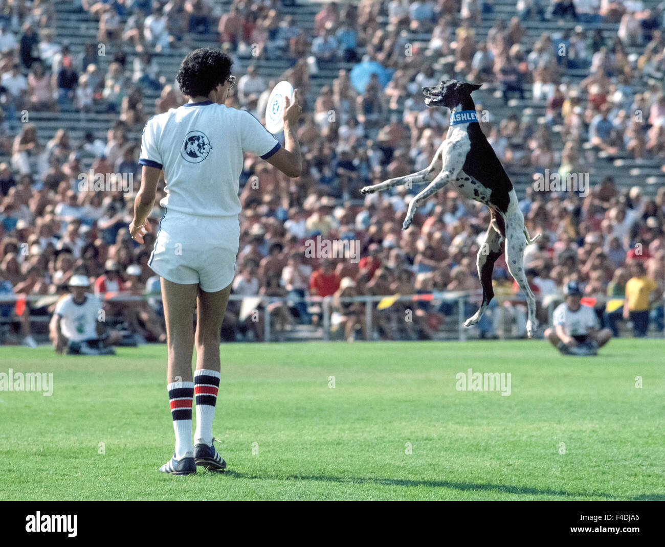The famous disc-catching dog Ashley Whippet takes to the field with his ...