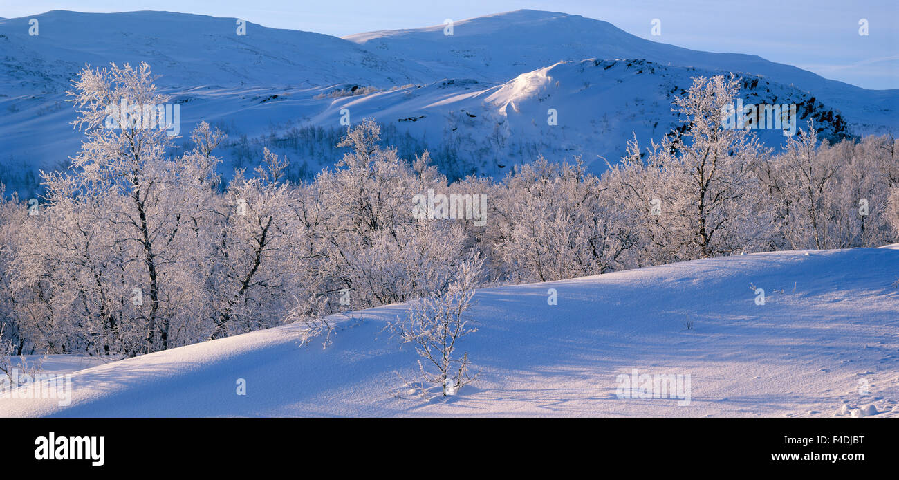 Trees covered with frost and mountains Stock Photo - Alamy