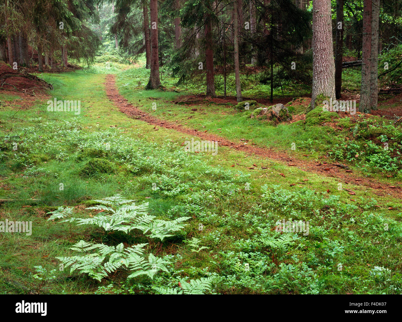 A path in a forest Stock Photo - Alamy