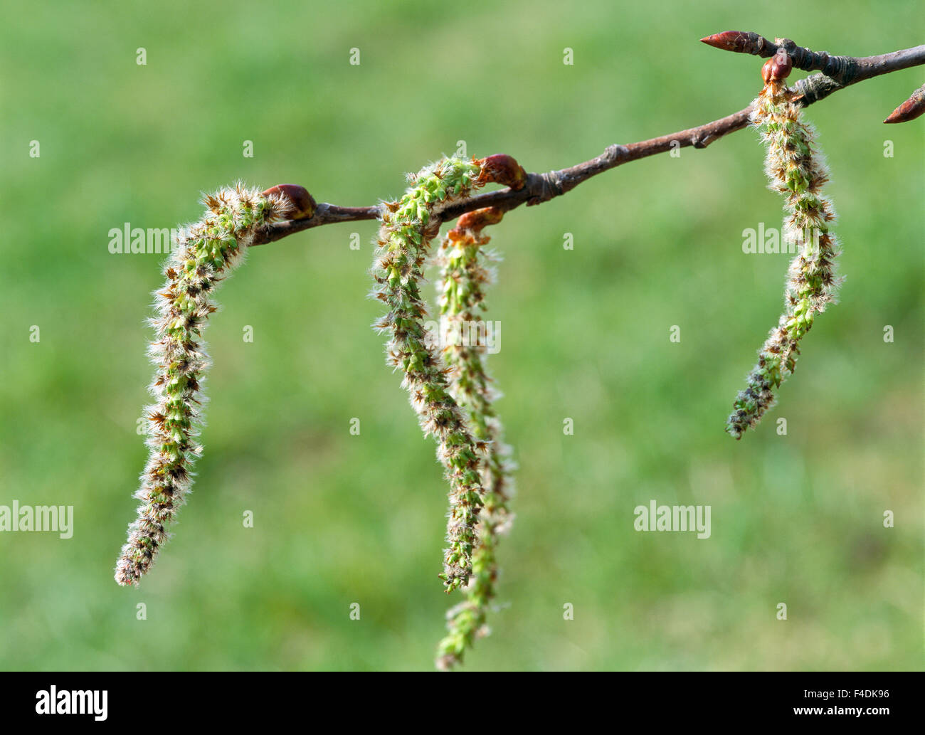 Aspen seed hi-res stock photography and images - Alamy