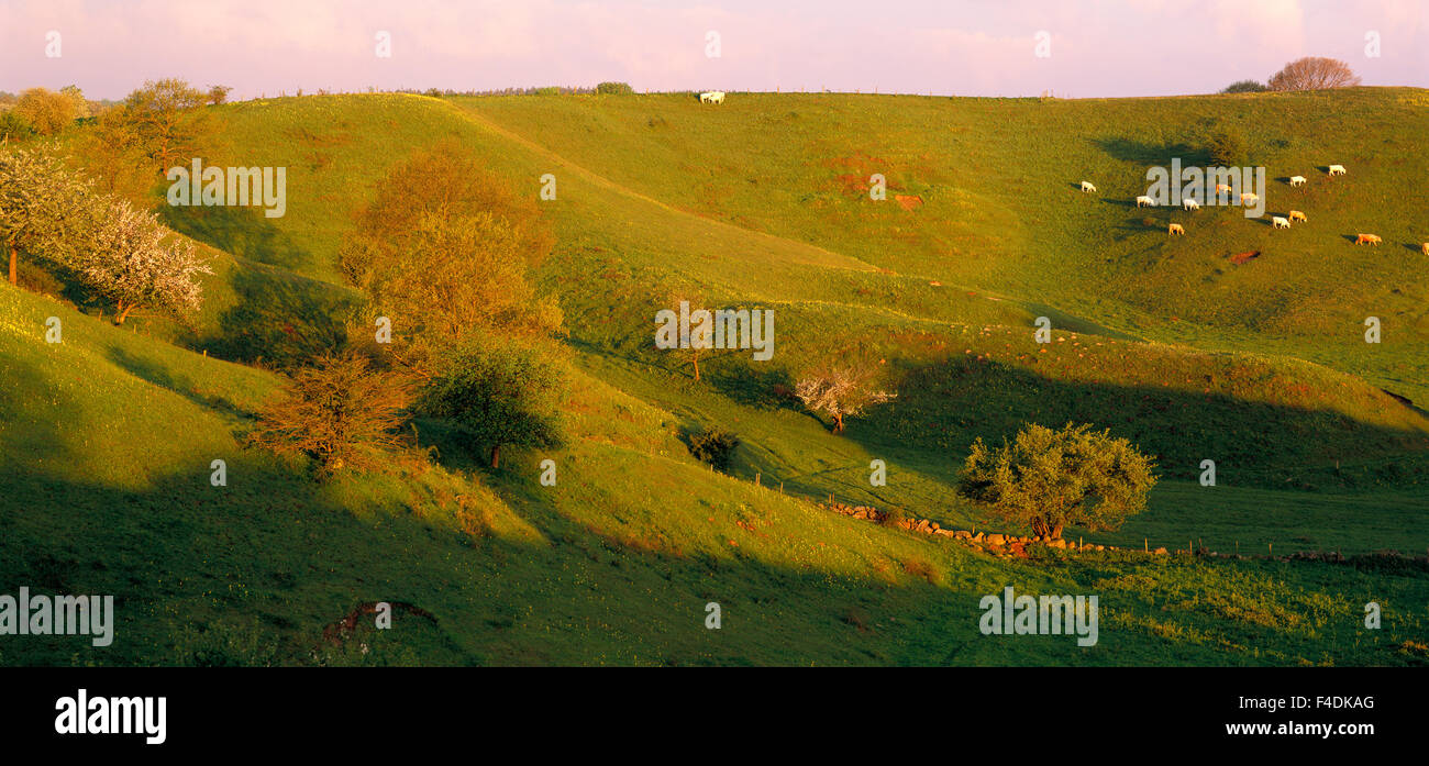 Grazing cattle in a pastoral landscape Stock Photo - Alamy