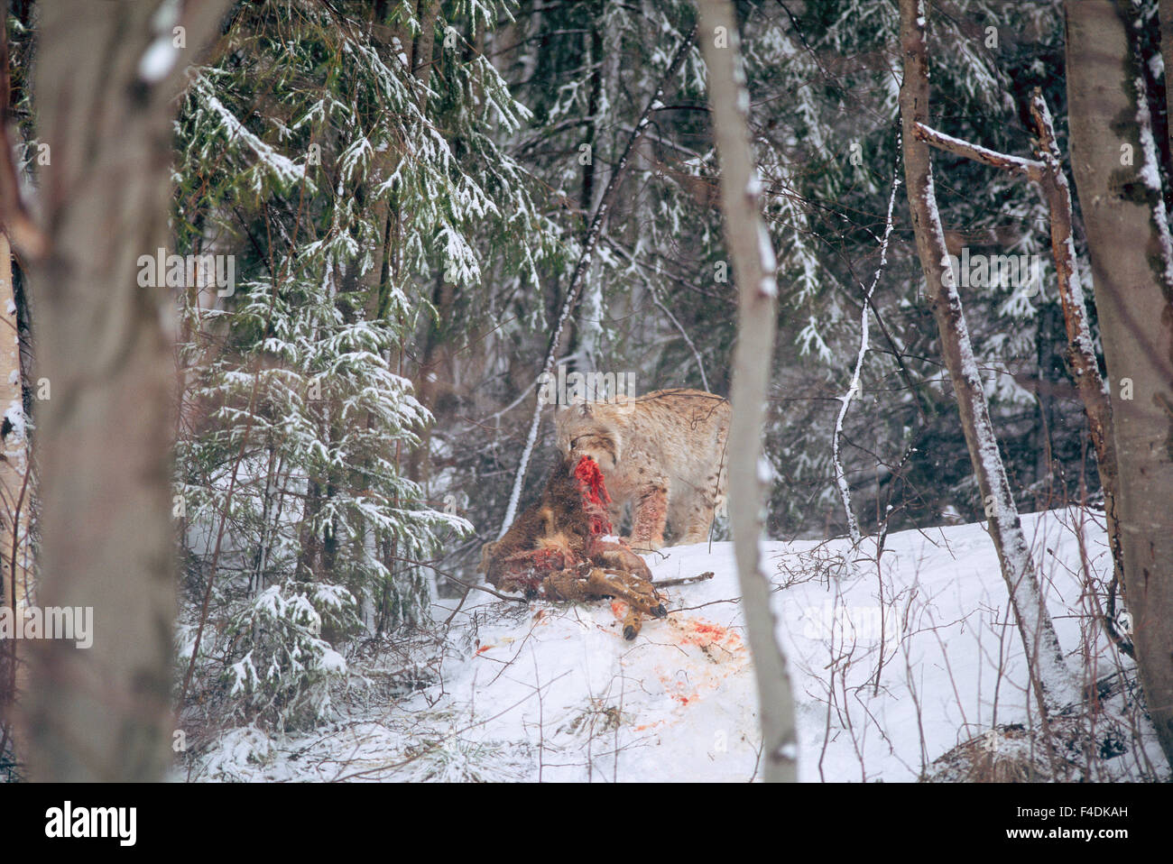 Lynx eating prey Stock Photo - Alamy
