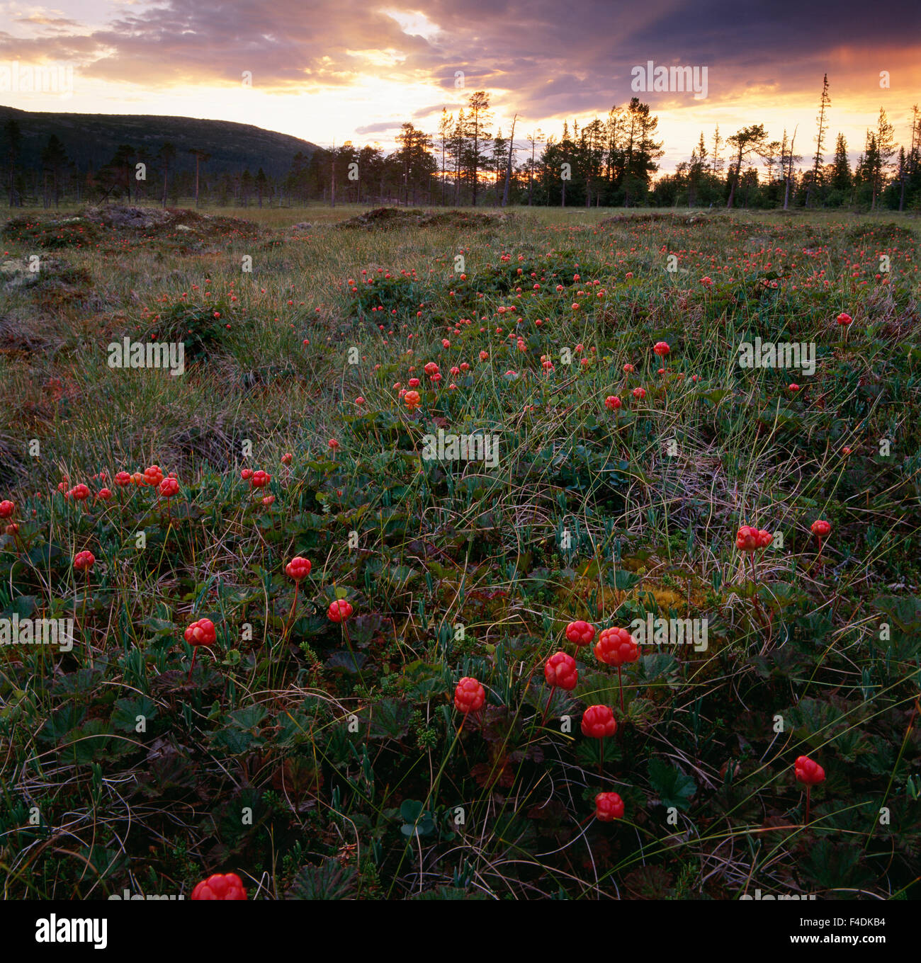 Field with cloudberries, Sweden Stock Photo - Alamy