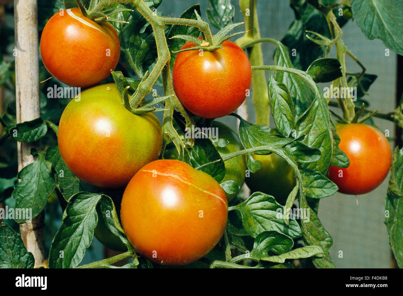 Tomato fruit, close-up Stock Photo - Alamy