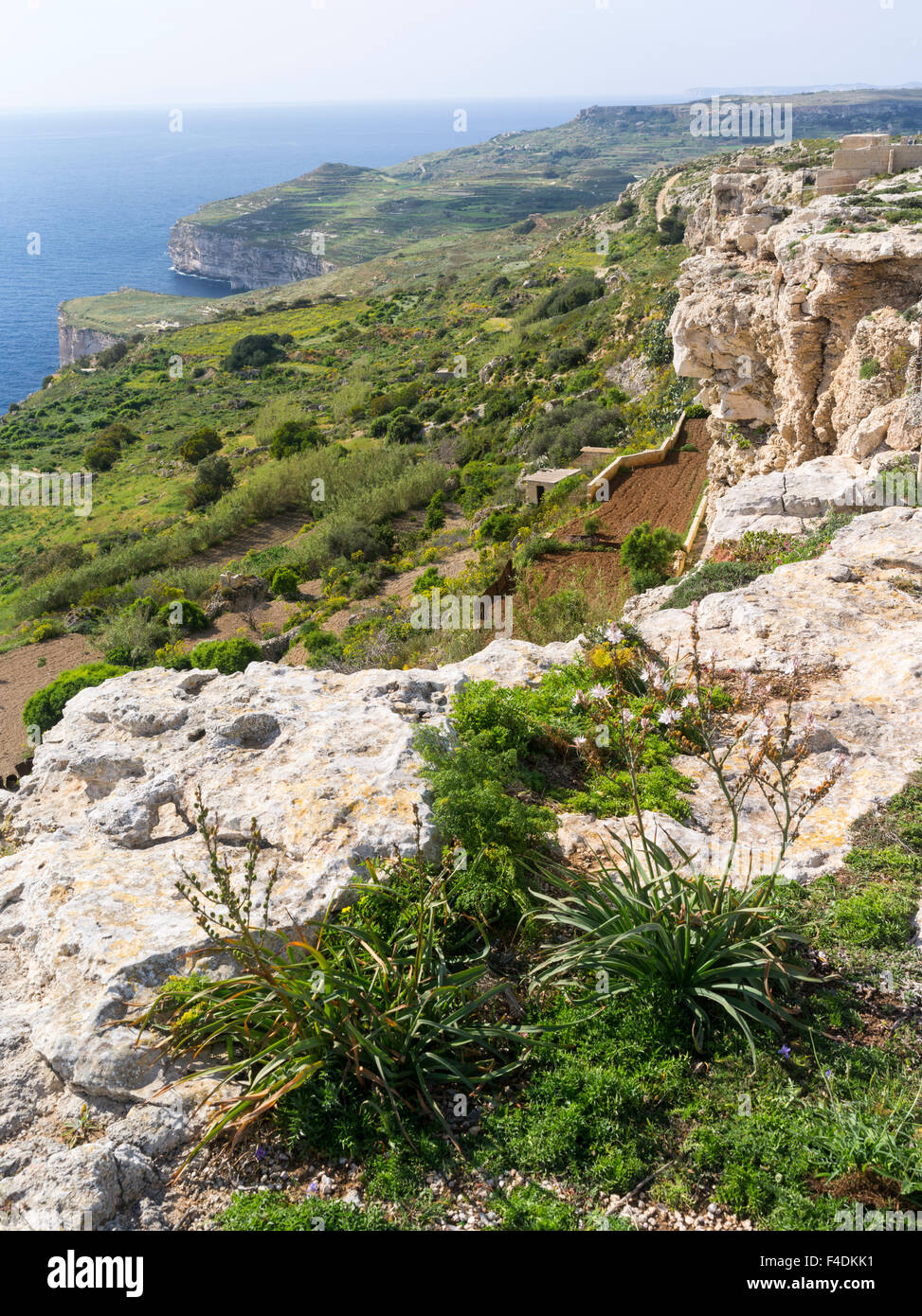 The Dingli Cliffs, Malta. Europe, Southern Europe, Malta. (Large format ...