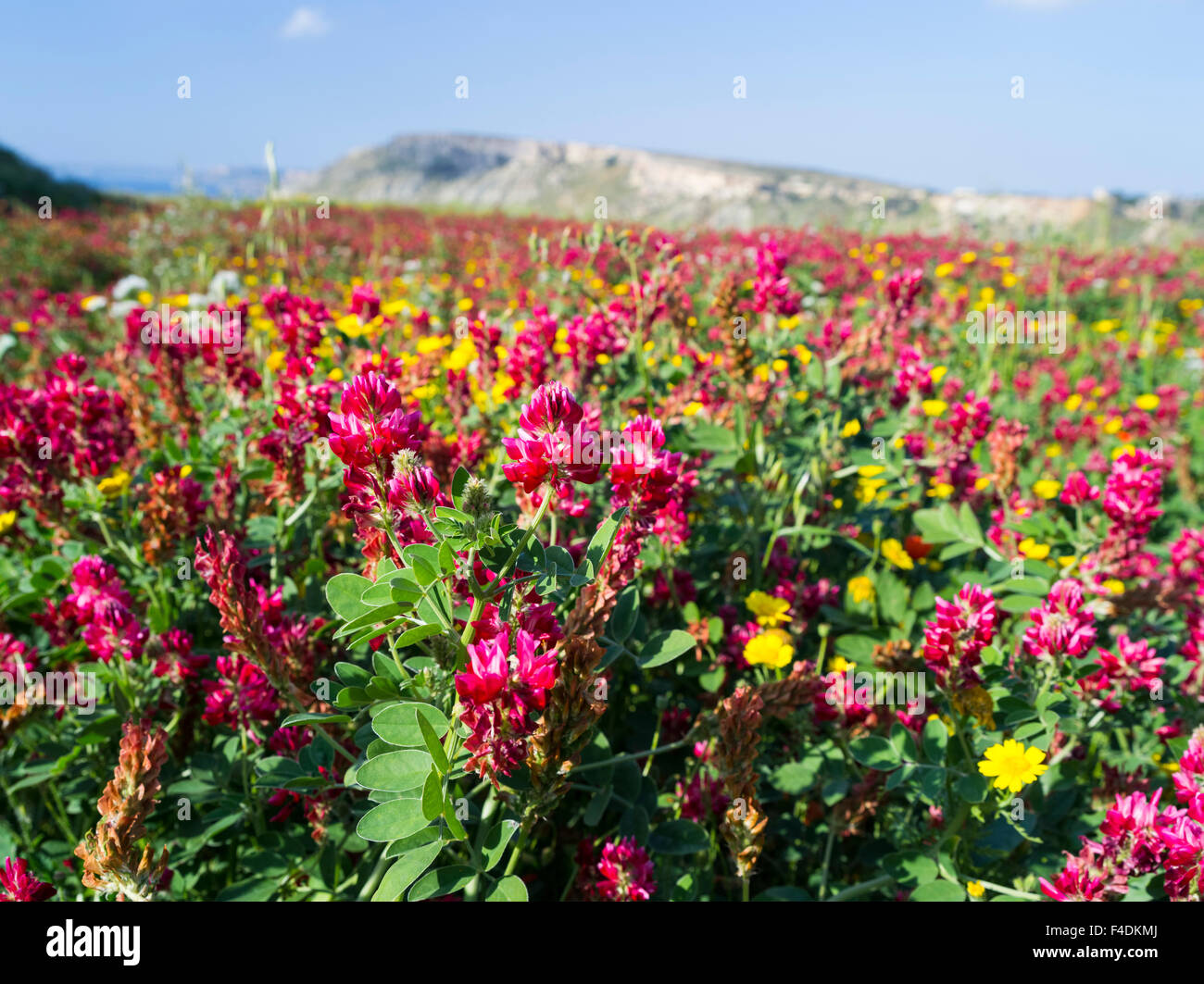 Landscape on Malta near the Fomm ir-Rih Bay . Field of beans with ...