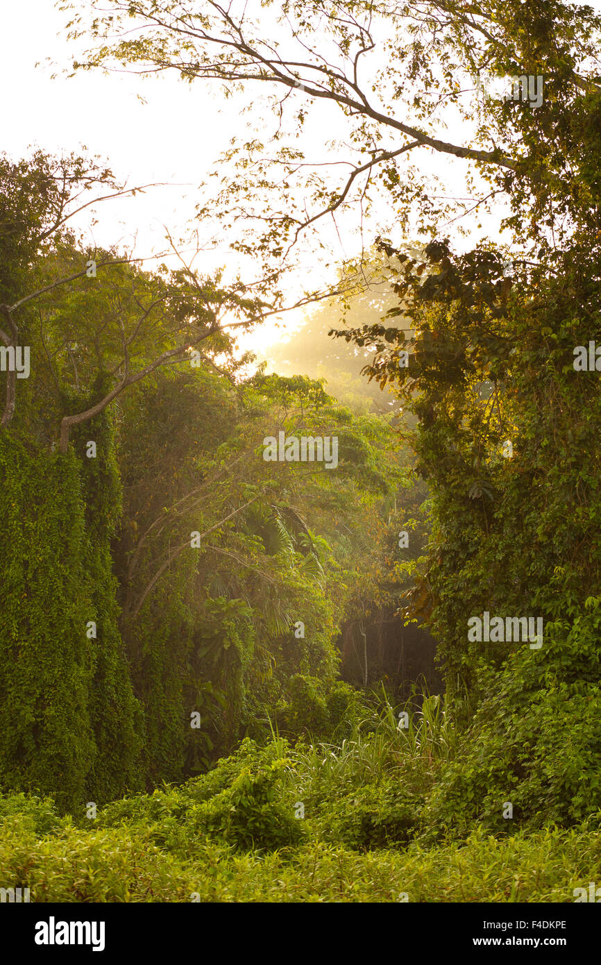 Panama landscape with misty rainforest at sunrise on the west side of ...