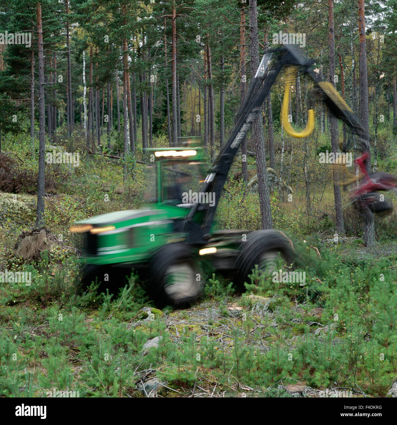 Crane in forest, side view Stock Photo - Alamy