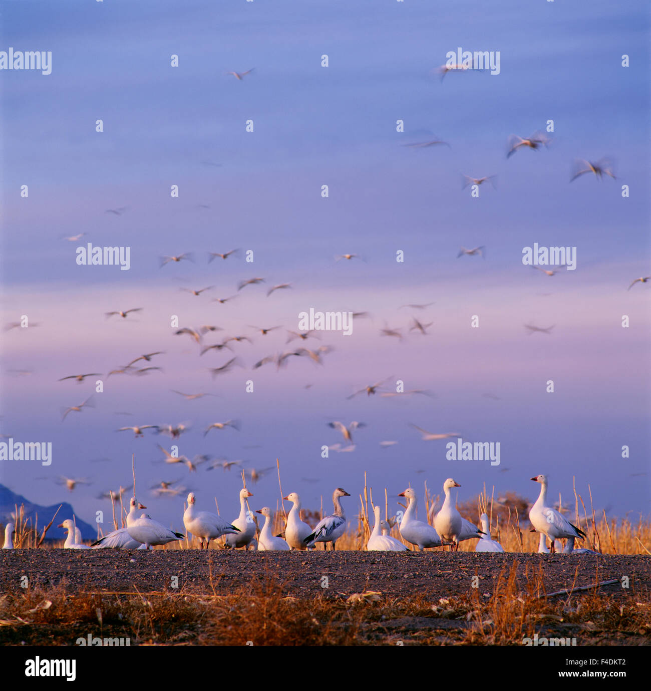 Birds flying, side view Stock Photo - Alamy