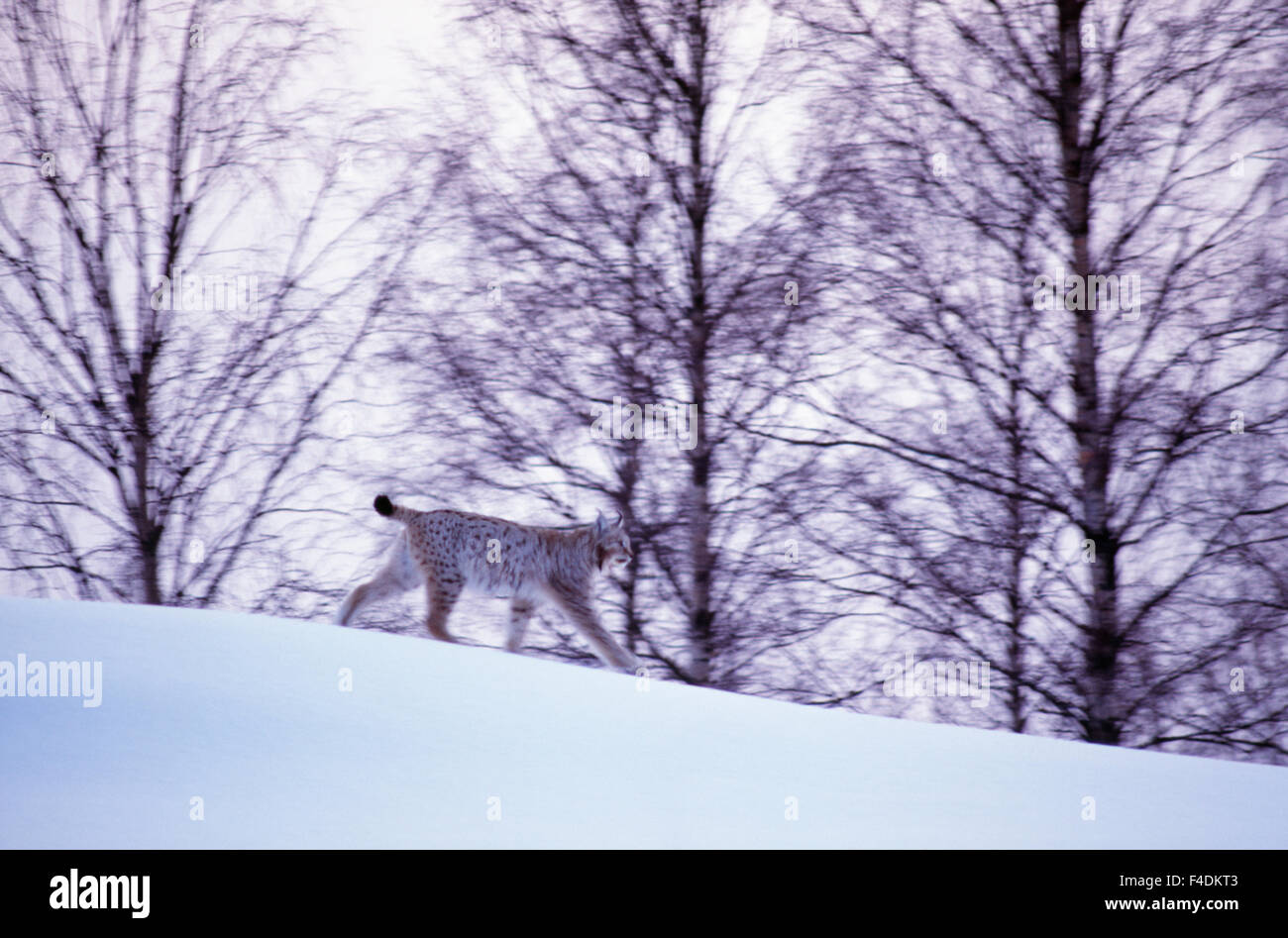 Lynx on snow, low angle view Stock Photo - Alamy