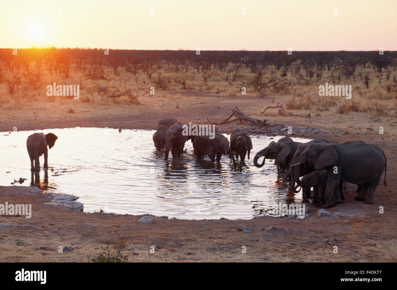 Elephants drinking water in hi-res stock photography and images - Alamy