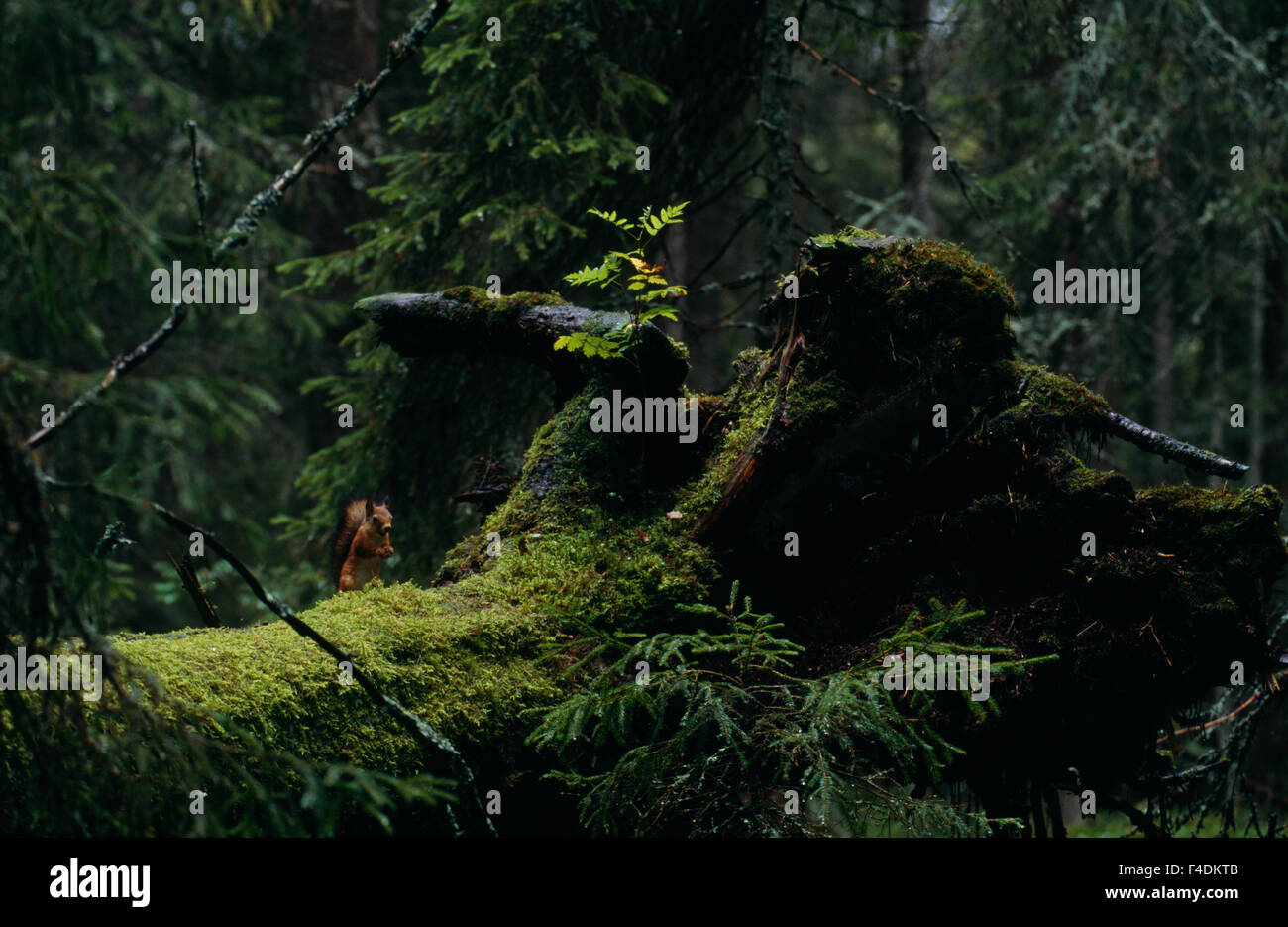 Forest side view hi-res stock photography and images - Alamy