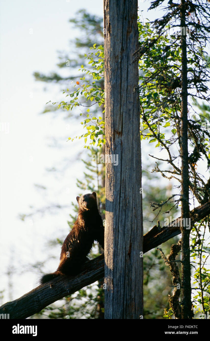 AnIMAl on branch of tree Stock Photo - Alamy
