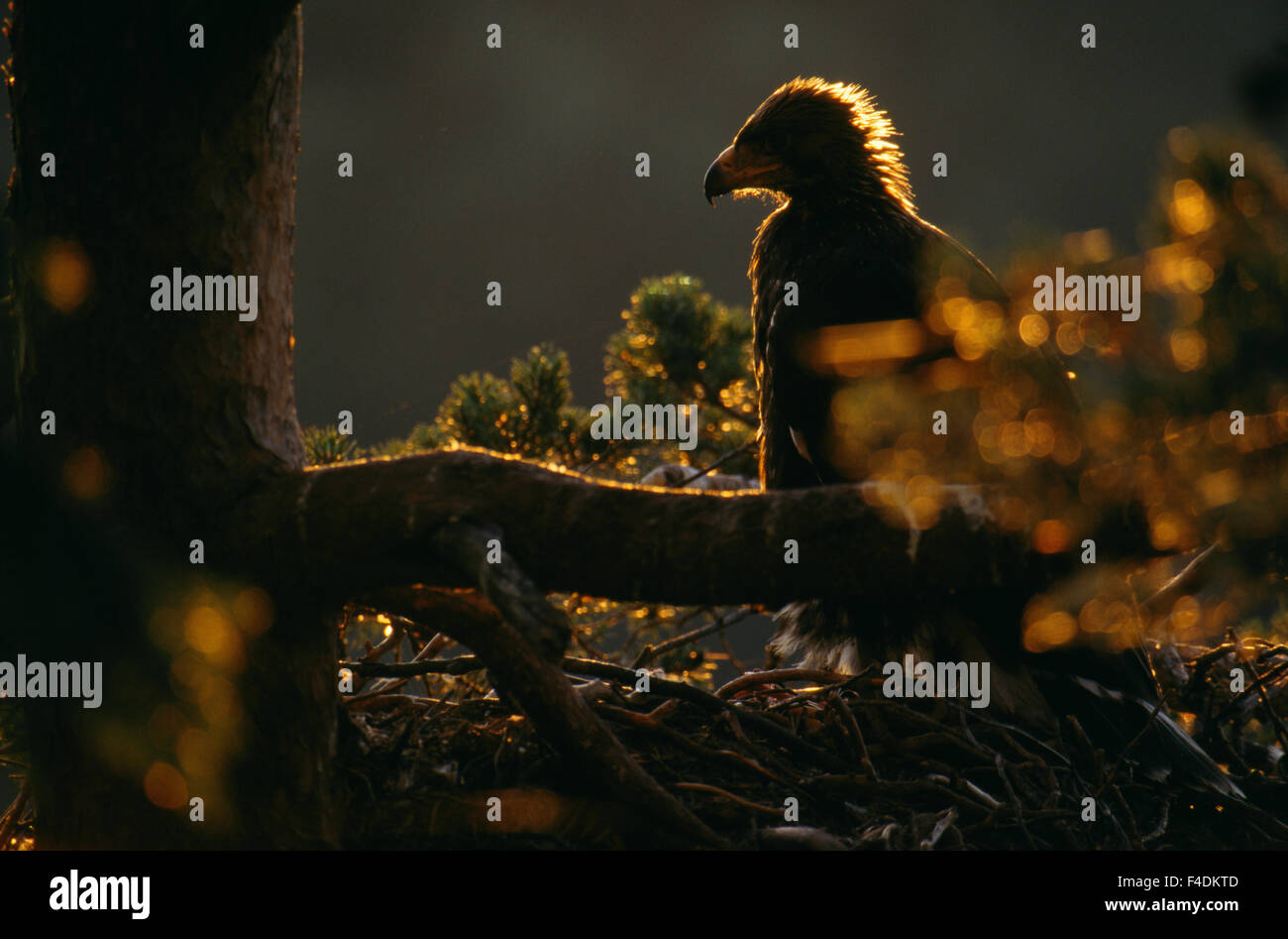 Golden eagle on branch in hi-res stock photography and images - Alamy
