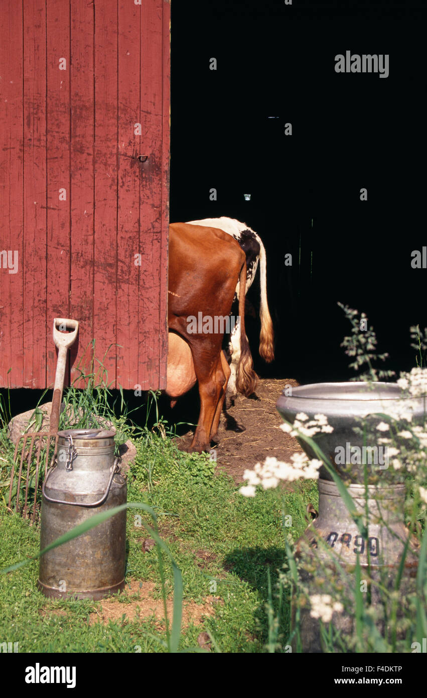 Cows standing inside cattle farm Stock Photo - Alamy