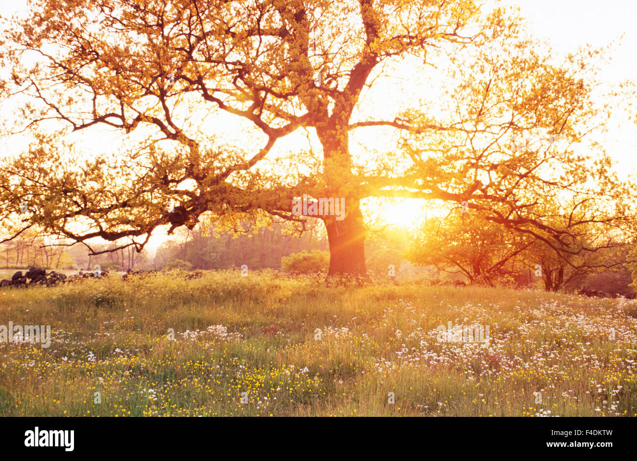 Grass field with trees in background Stock Photo - Alamy
