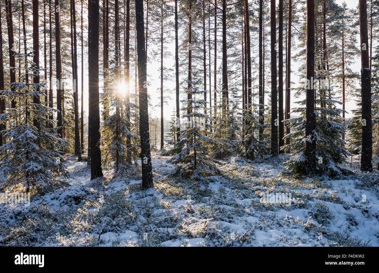 Tallhed hi-res stock photography and images - Alamy