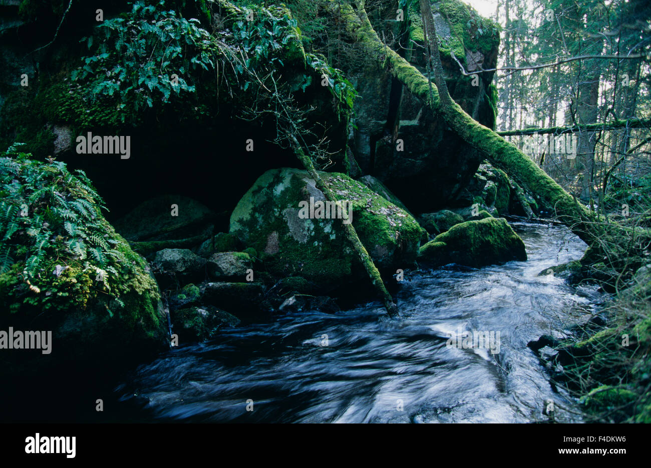 Forest with trees and flowing water Stock Photo - Alamy