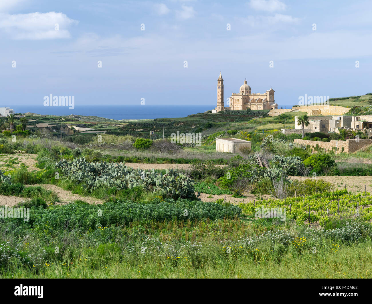The island of Gozo in the Maltese archipelago. Green fields with the ...