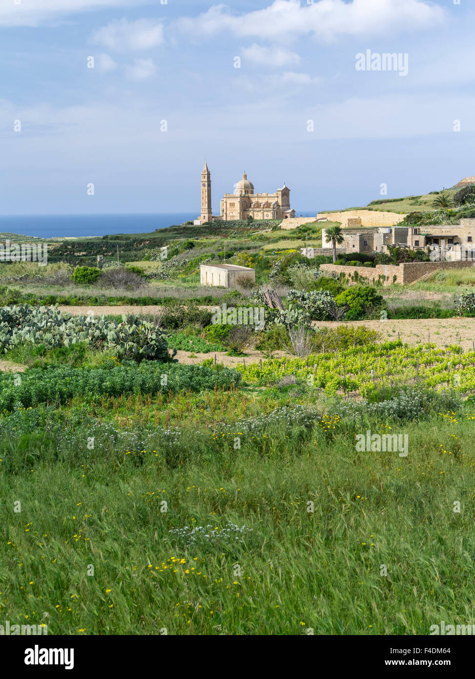 The island of Gozo in the Maltese archipelago. Green fields with the ...