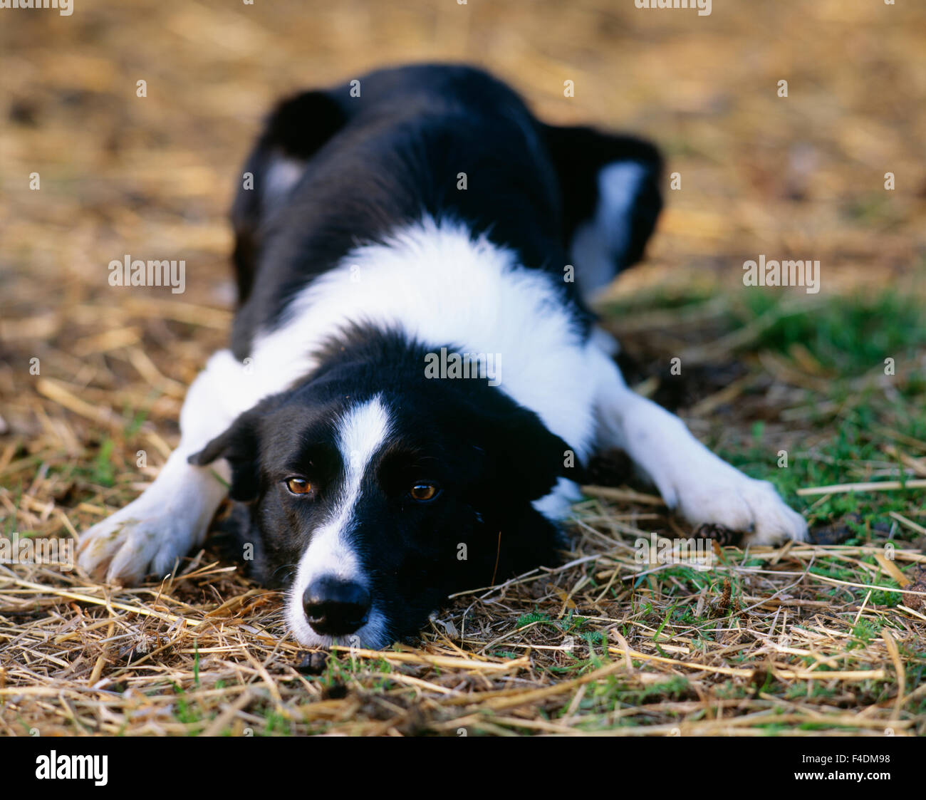 Dog resting on ground, close-up Stock Photo - Alamy