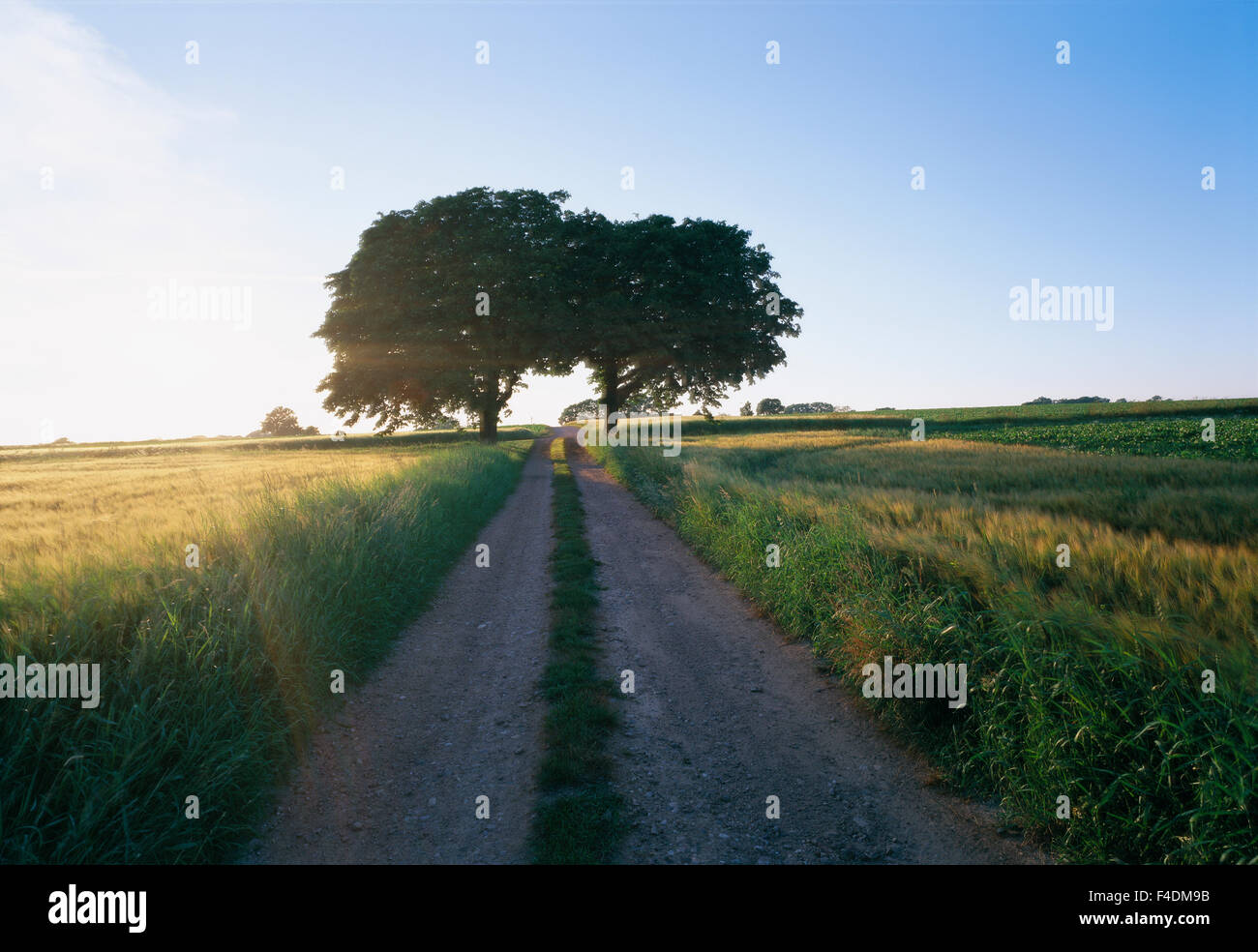 Pathway in field Stock Photo - Alamy