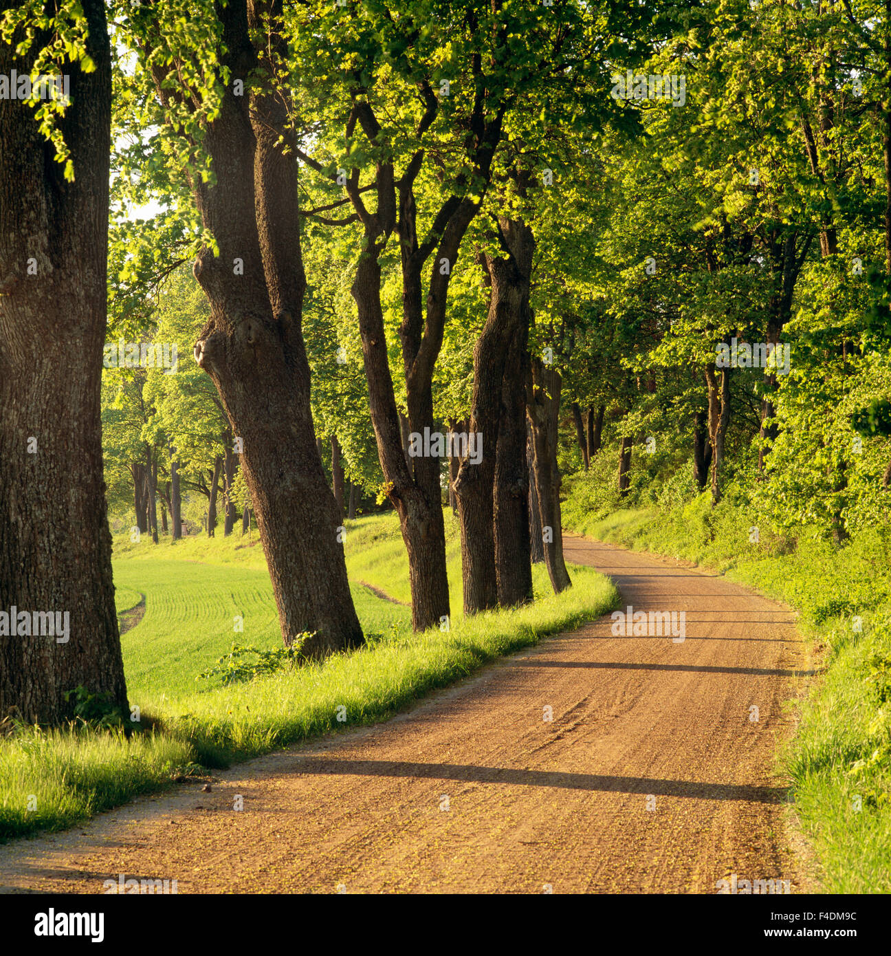 Pathway through forest Stock Photo - Alamy