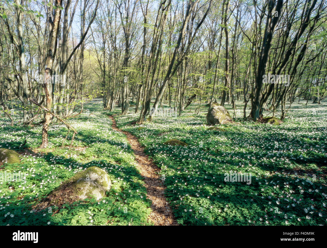 Trees in forest Stock Photo - Alamy