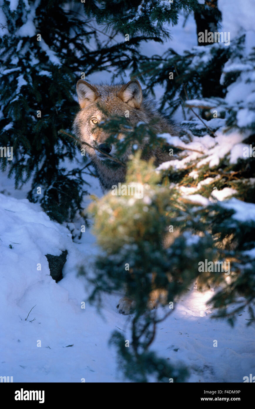 Halsingland sweden hi-res stock photography and images - Alamy