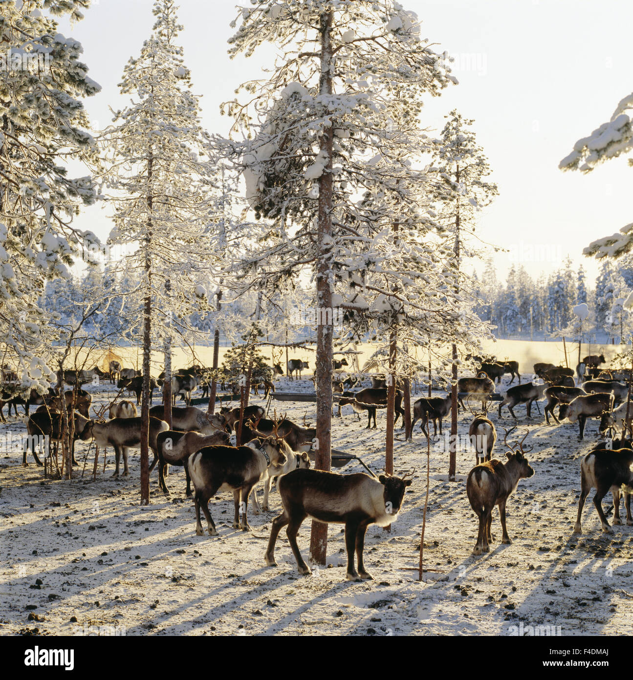 Reindeer on snow Stock Photo - Alamy