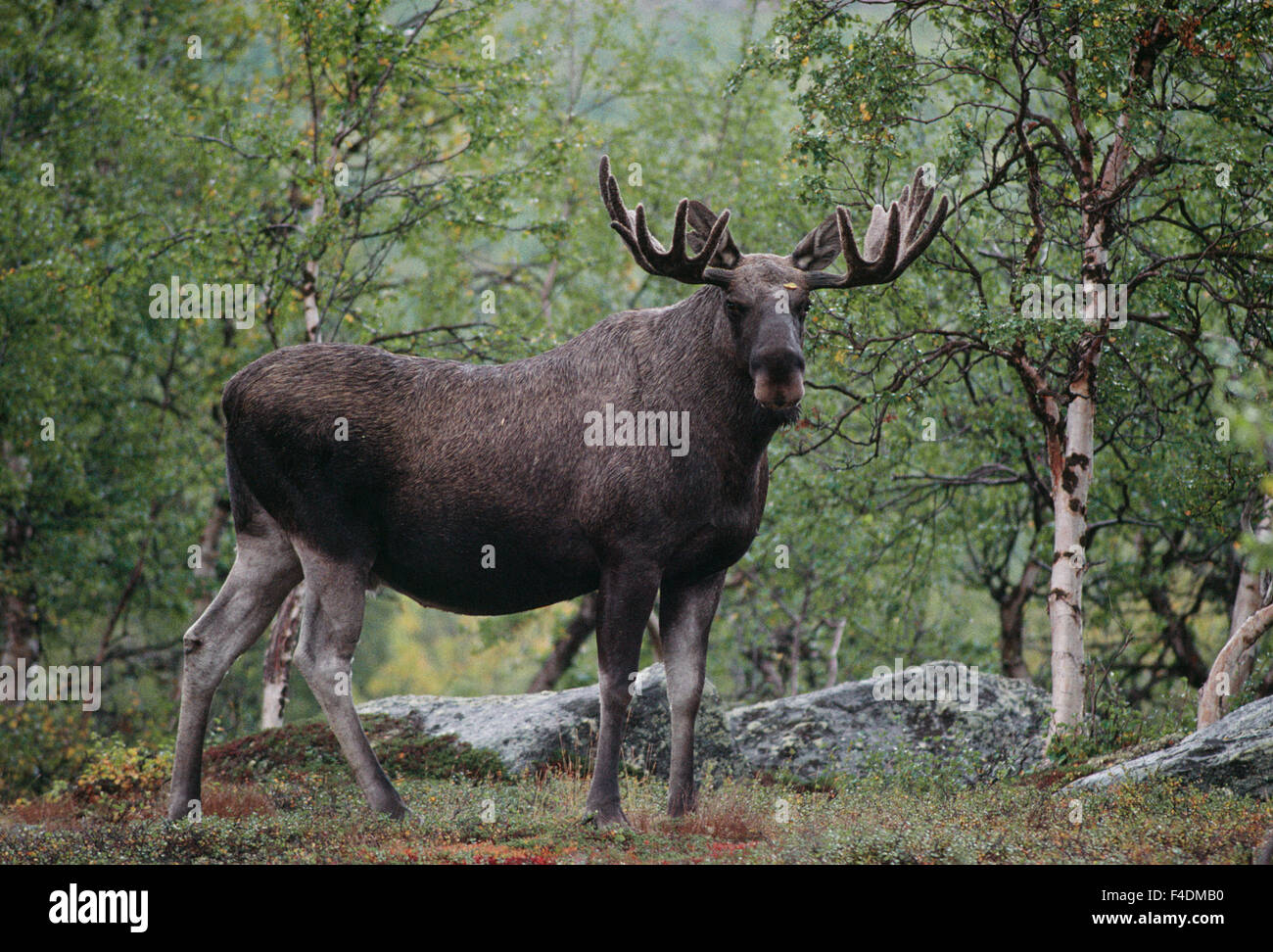 Elk standing in forest Stock Photo - Alamy