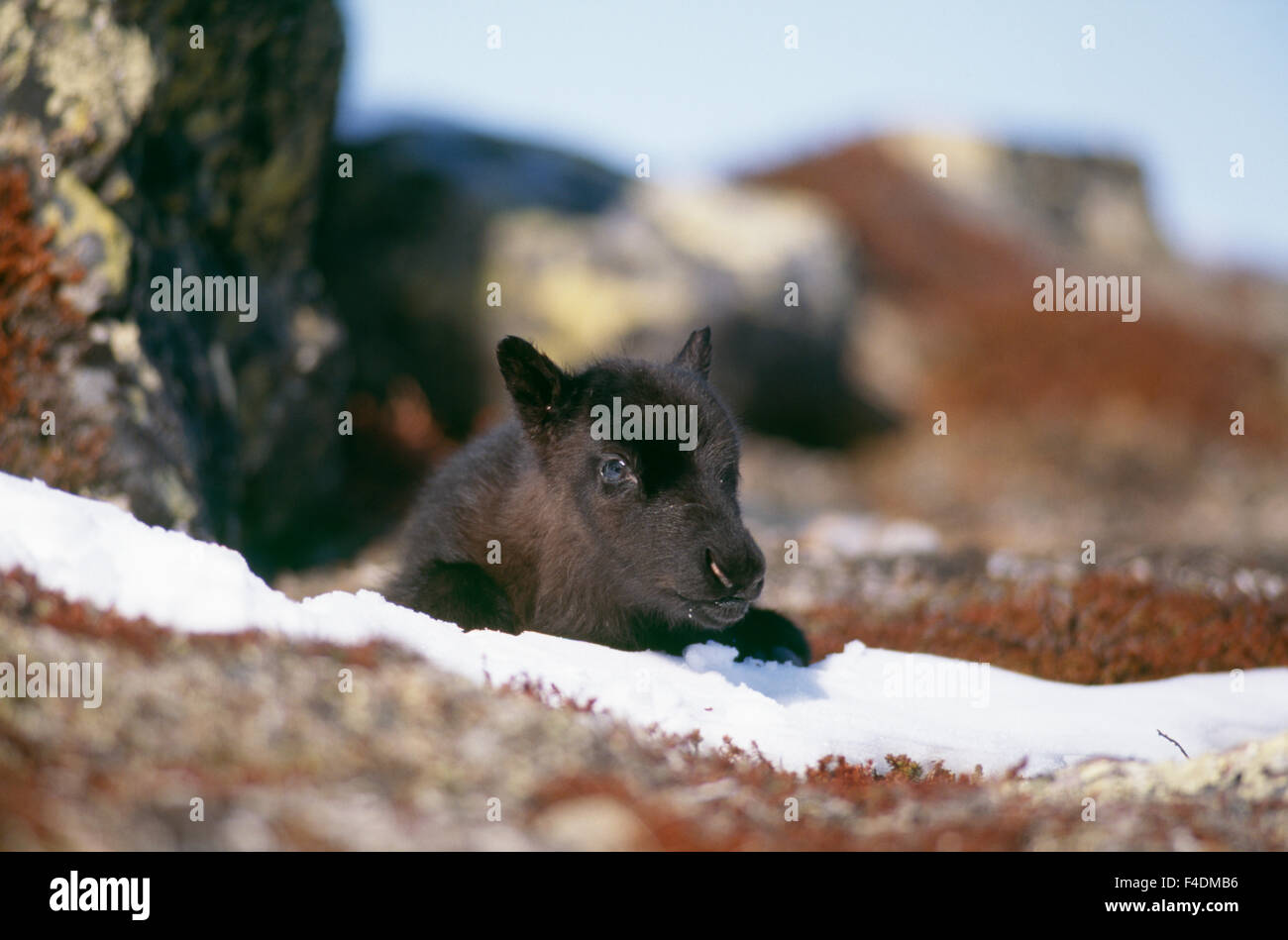 AnIMAl lying on rock, close-up Stock Photo - Alamy