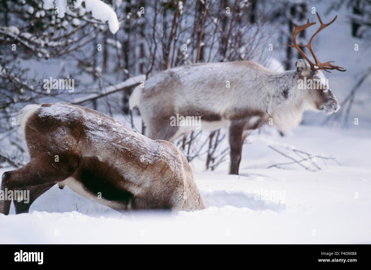 Reindeer in snow Stock Photo - Alamy