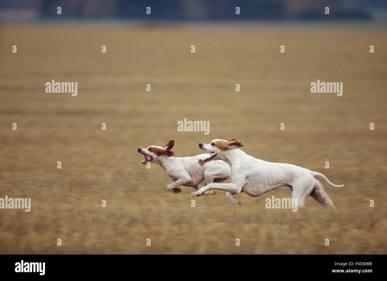 Two dogs on field hi-res stock photography and images - Alamy