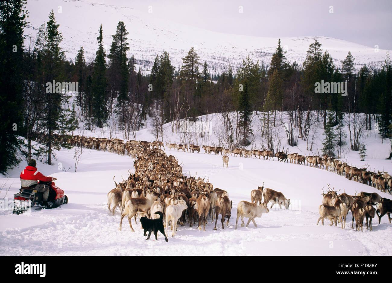 Lapland reindeer dog hi-res stock photography and images - Alamy