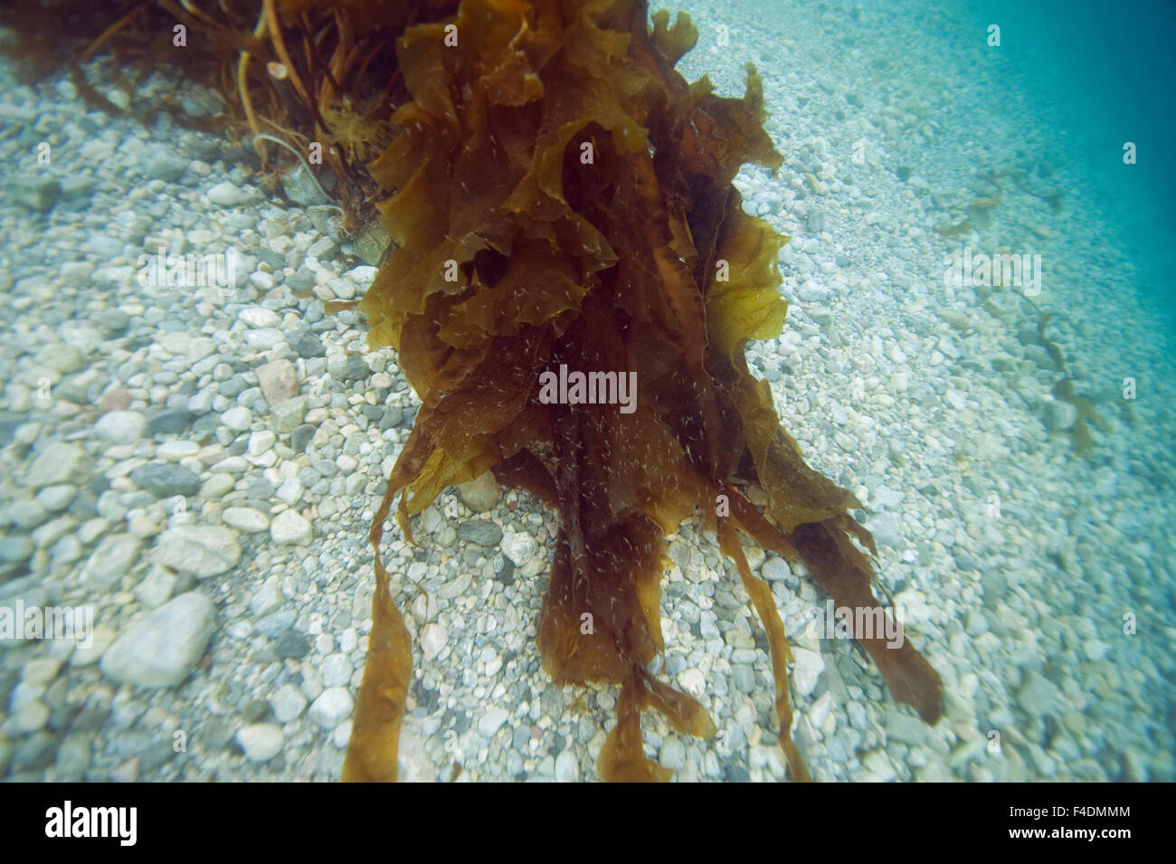 Norway, Spitsbergen, Nordaustlandet. Thousands of tiny krill, the base ...