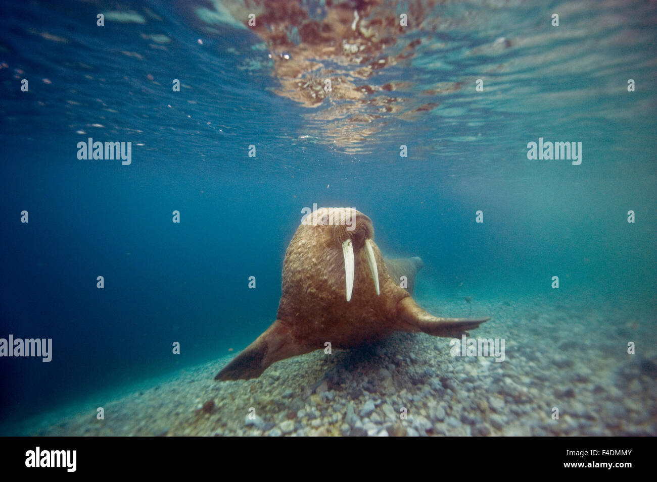 Walrus swimming underwater hi-res stock photography and images - Alamy