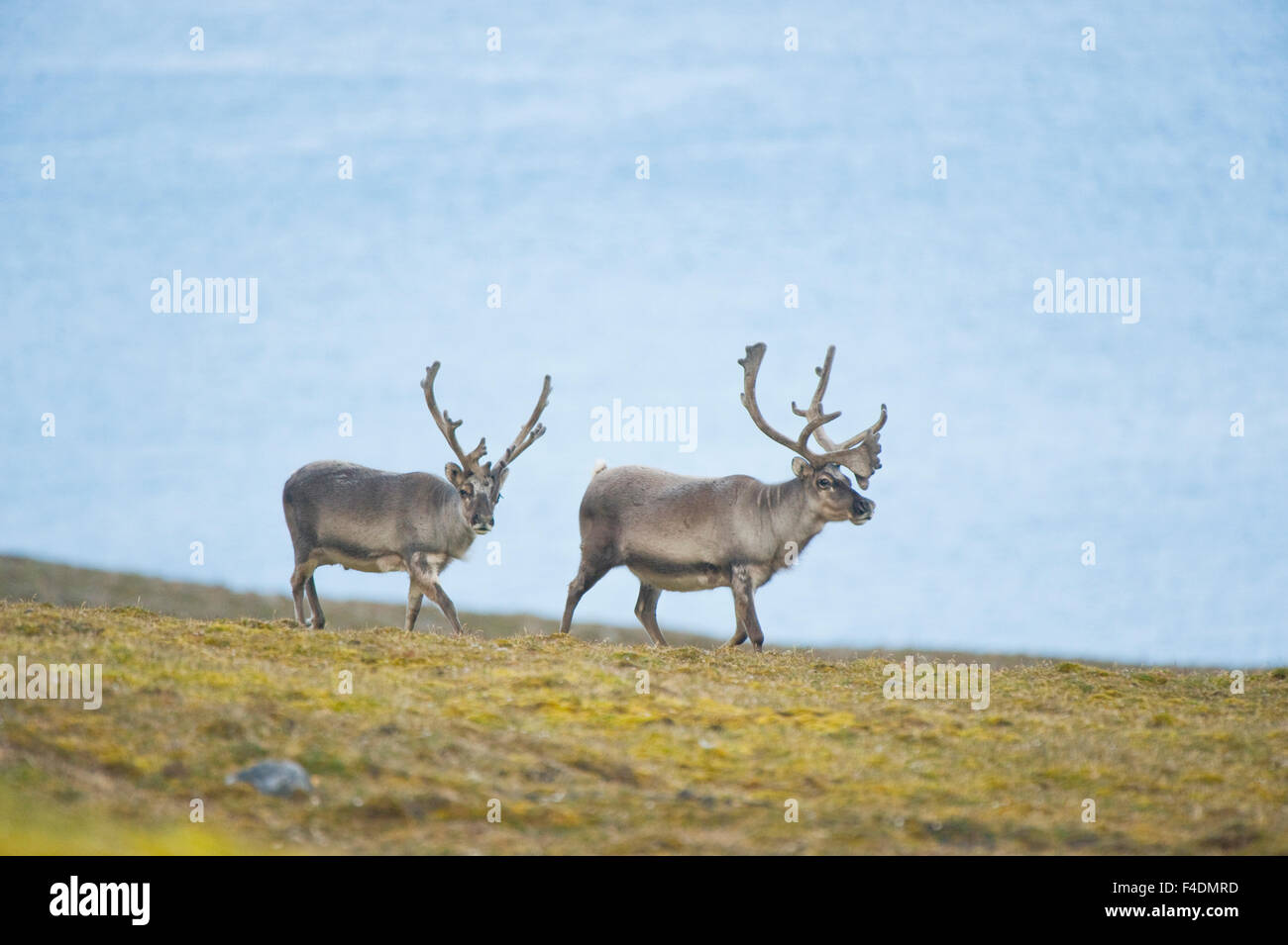 Norway, Spitsbergen, St. Jonsfjorden. Svalbard reindeer (Rangifer ...