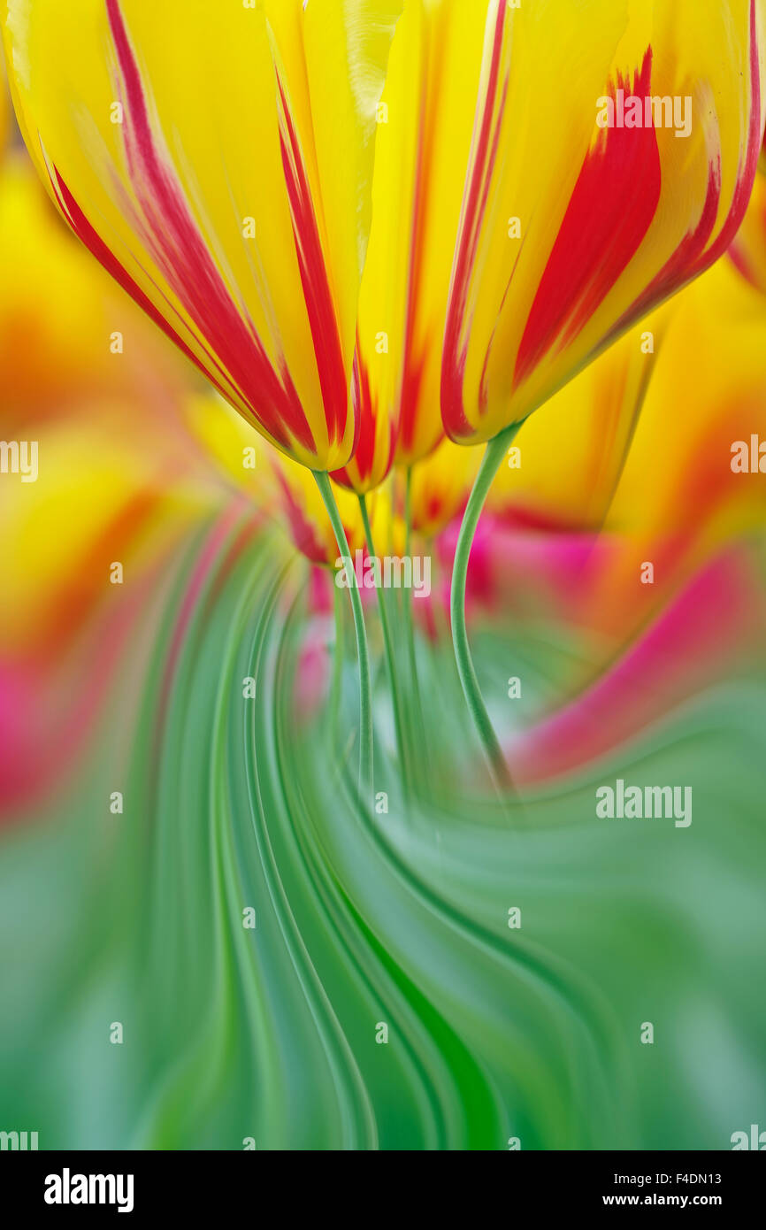 Close-up of underside of tulip flower, Keukenhof Gardens, Lisse ...