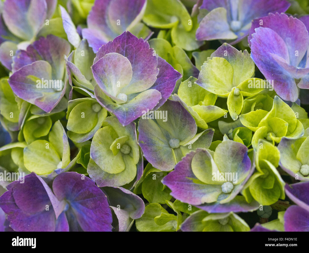 The Netherlands, Lisse, Keukenhof Gardens. Close-up of a lacecap Hydrangea (Hydrangea ...