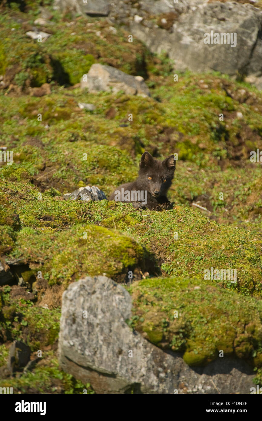 Norway, western Spitsbergen. Arctic fox (Vulpes lagopus) in blue phase ...