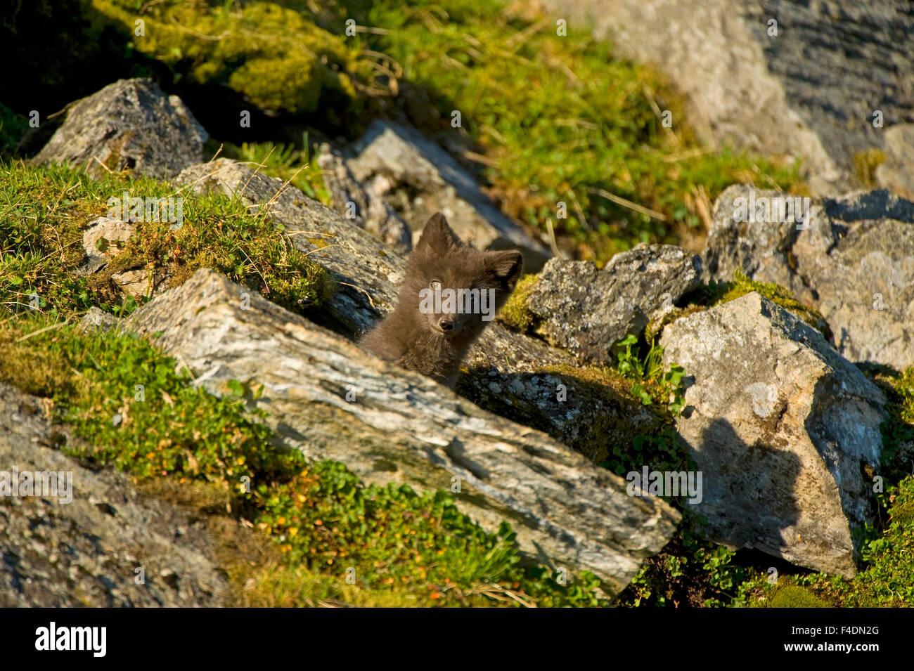 Norway, western Spitsbergen. Arctic fox (Vulpes lagopus) in blue phase ...