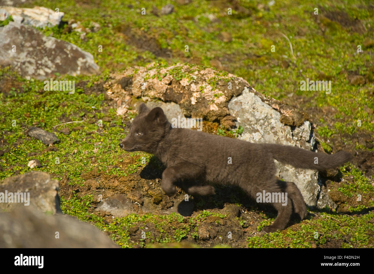 Norway, western Spitsbergen. Arctic fox (Vulpes lagopus) in blue phase ...