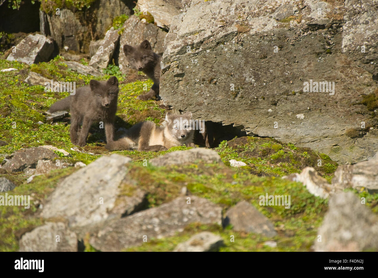 Norway, western Spitsbergen. Arctic fox (Vulpes lagopus) in blue phase ...