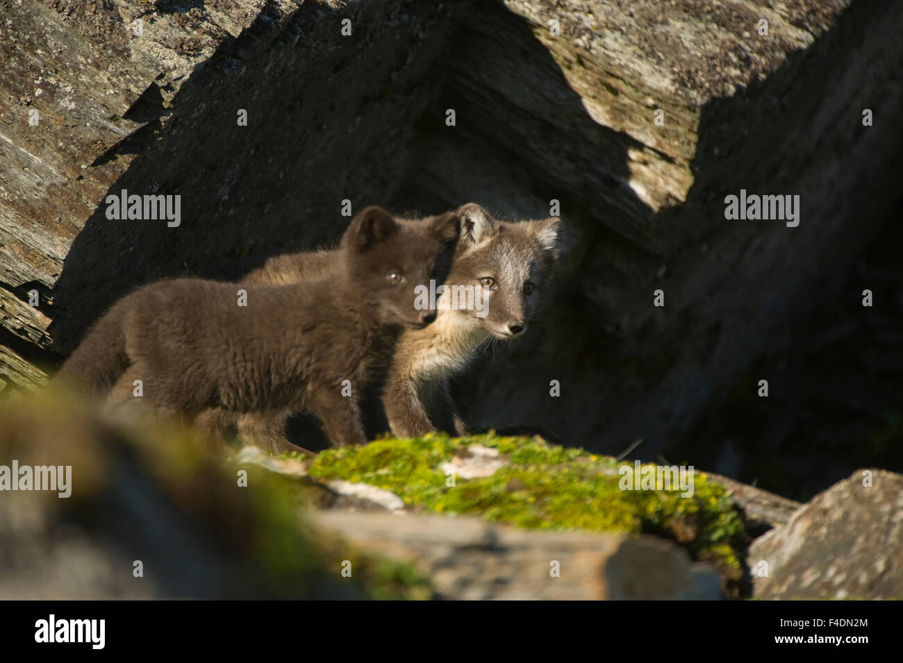Norway, western Spitsbergen. Arctic fox (Vulpes lagopus) in blue phase ...