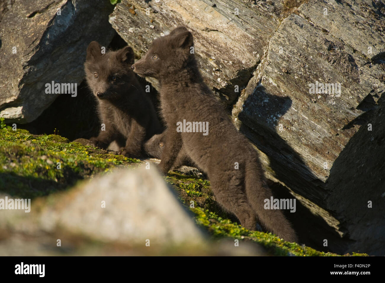 Norway, western Spitsbergen. Arctic fox (Vulpes lagopus) in blue phase ...
