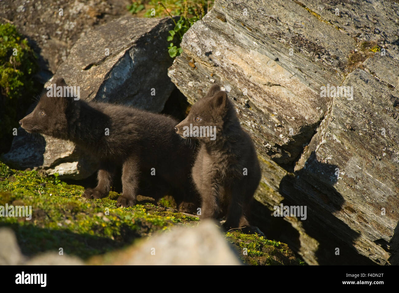 Norway, western Spitsbergen. Arctic fox (Vulpes lagopus) in blue phase ...