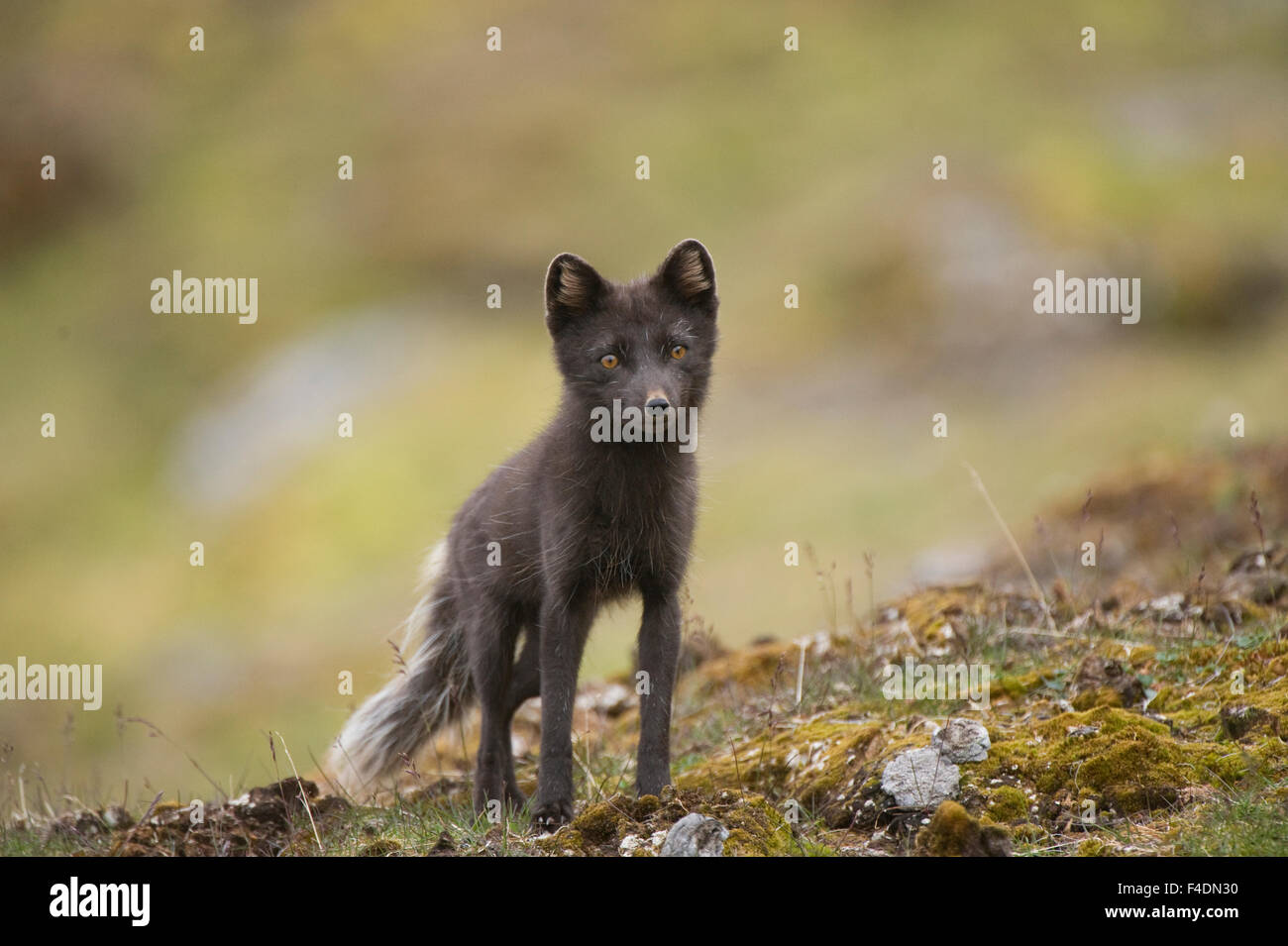 Norway, western Spitsbergen. Arctic fox (Vulpes lagopus) in blue phase ...