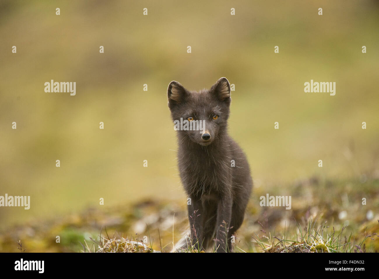 Norway, western Spitsbergen. Arctic fox (Vulpes lagopus) in blue phase ...